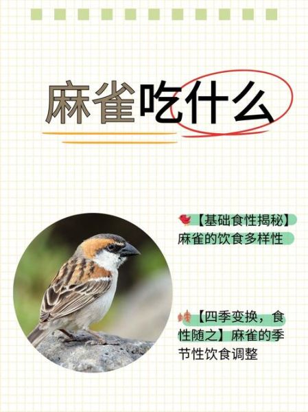 麻雀鸟吃什么_麻雀鸟怎么养-第1张图片-山城妙识 麻雀鸟吃什么_麻雀鸟怎么养-第1张图片-山城妙识