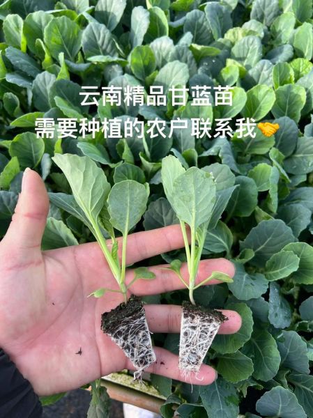 甘蓝菜什么时候种最合适_甘蓝菜种植方法步骤-第2张图片-山城妙识