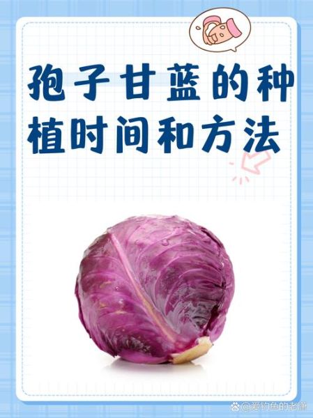 甘蓝菜什么时候种最合适_甘蓝菜种植方法步骤-第1张图片-山城妙识