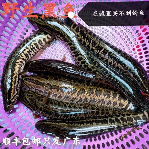 黑鱼长什么样子_黑鱼外形特征-第2张图片-山城妙识 黑鱼长什么样子_黑鱼外形特征-第2张图片-山城妙识