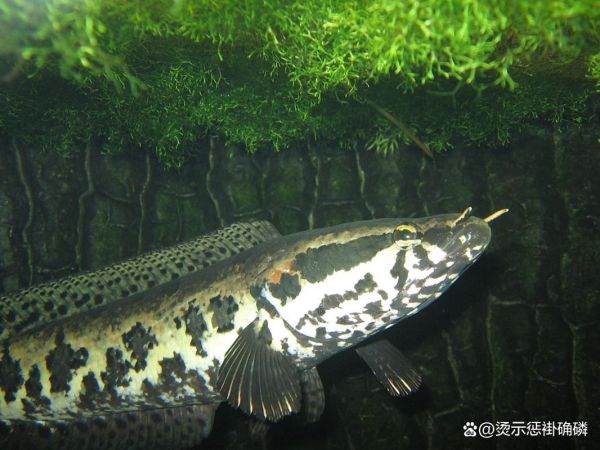 黑鱼长什么样子_黑鱼外形特征-第3张图片-山城妙识 黑鱼长什么样子_黑鱼外形特征-第3张图片-山城妙识