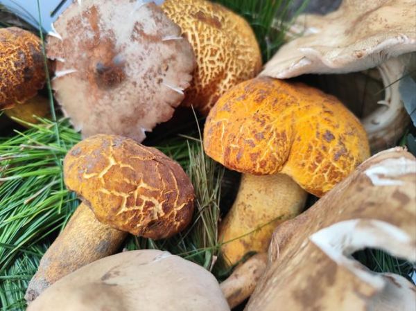 野生菌图片大全_哪些野生菌可以吃-第2张图片-山城妙识 野生菌图片大全_哪些野生菌可以吃-第2张图片-山城妙识