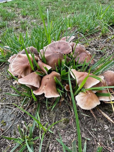 野生菌图片大全_哪些野生菌可以吃-第3张图片-山城妙识 野生菌图片大全_哪些野生菌可以吃-第3张图片-山城妙识