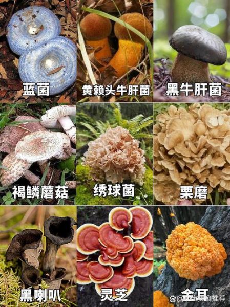 野生菌图片大全_哪些野生菌可以吃-第1张图片-山城妙识 野生菌图片大全_哪些野生菌可以吃-第1张图片-山城妙识