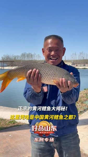 黄河鲤鱼多少钱一斤_正宗黄河鲤鱼价格-第1张图片-山城妙识 黄河鲤鱼多少钱一斤_正宗黄河鲤鱼价格-第1张图片-山城妙识