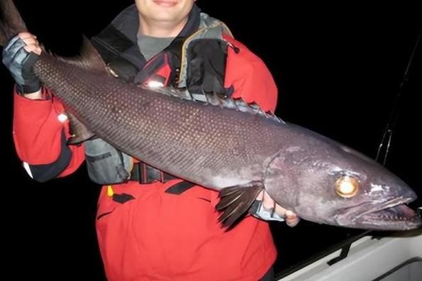 蛇鳕鱼是什么鱼_蛇鳕鱼图片长什么样-第3张图片-山城妙识 蛇鳕鱼是什么鱼_蛇鳕鱼图片长什么样-第3张图片-山城妙识