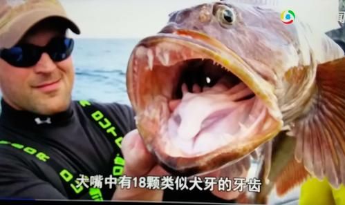 蛇鳕鱼是什么鱼_蛇鳕鱼图片长什么样-第1张图片-山城妙识 蛇鳕鱼是什么鱼_蛇鳕鱼图片长什么样-第1张图片-山城妙识