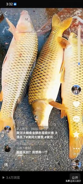 黄河鲤鱼多少钱一斤_正宗黄河鲤鱼价格-第2张图片-山城妙识 黄河鲤鱼多少钱一斤_正宗黄河鲤鱼价格-第2张图片-山城妙识