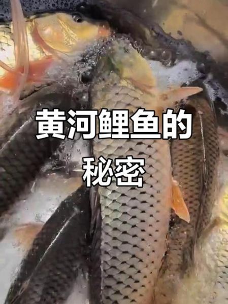 黄河鲤鱼多少钱一斤_正宗黄河鲤鱼价格-第3张图片-山城妙识 黄河鲤鱼多少钱一斤_正宗黄河鲤鱼价格-第3张图片-山城妙识