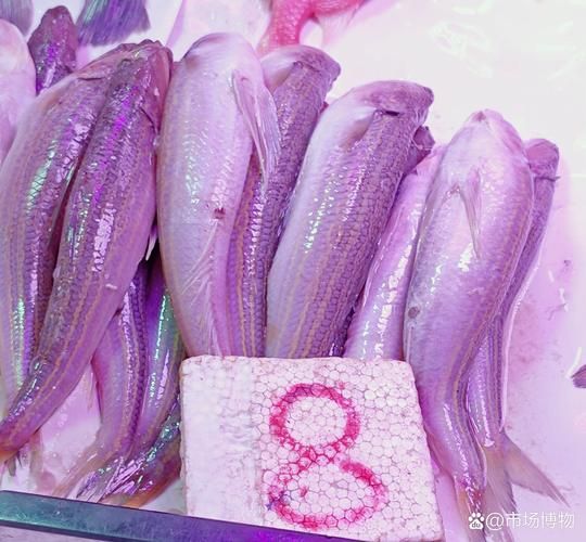 蛇鳕鱼是什么鱼_蛇鳕鱼图片长什么样-第2张图片-山城妙识 蛇鳕鱼是什么鱼_蛇鳕鱼图片长什么样-第2张图片-山城妙识