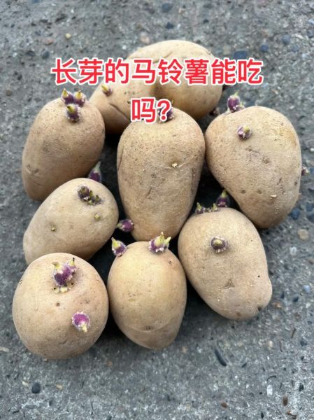 马铃薯发芽能吃吗_如何储存不发芽-第3张图片-山城妙识 马铃薯发芽能吃吗_如何储存不发芽-第3张图片-山城妙识