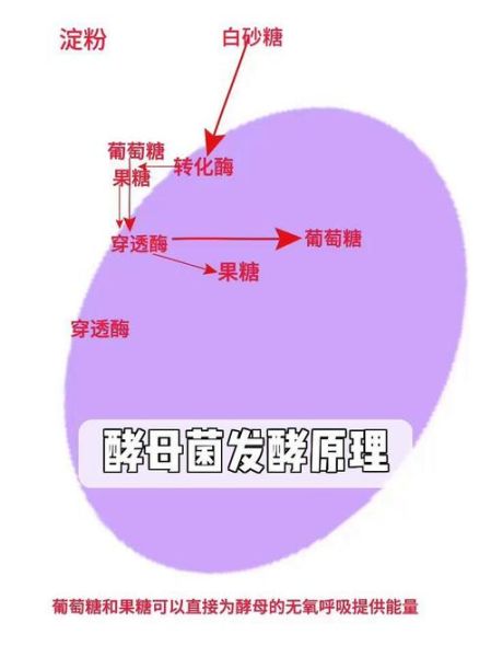 酵母菌发酵原理_酵母菌发酵需要哪些条件-第1张图片-山城妙识 酵母菌发酵原理_酵母菌发酵需要哪些条件-第1张图片-山城妙识