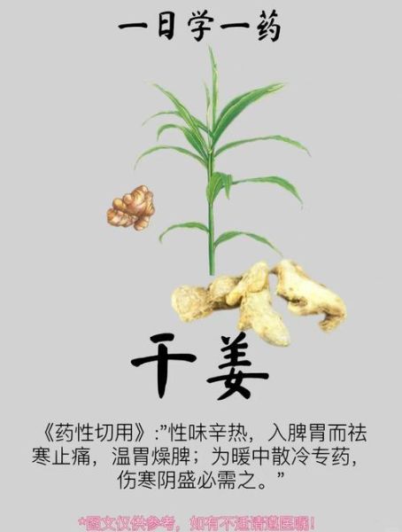 干姜的功效与作用_干姜怎么吃效果最好-第2张图片-山城妙识 干姜的功效与作用_干姜怎么吃效果最好-第2张图片-山城妙识