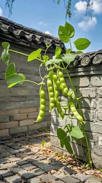 芸豆是不是四季豆_芸豆和四季豆的区别-第1张图片-山城妙识