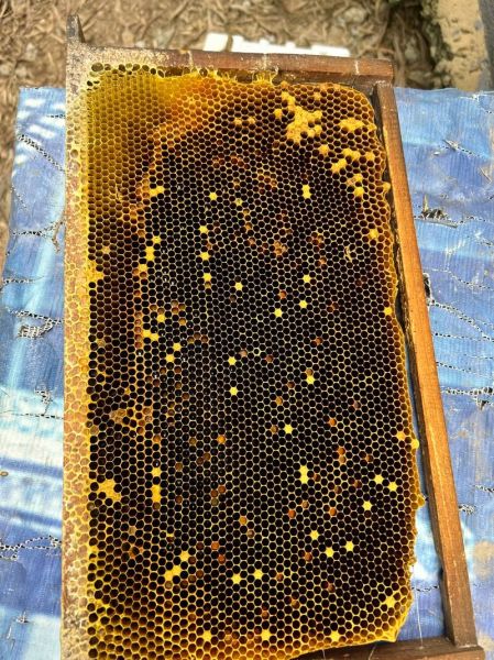 蜂蜡图片真假辨别_蜂蜡图片高清细节-第1张图片-山城妙识 蜂蜡图片真假辨别_蜂蜡图片高清细节-第1张图片-山城妙识