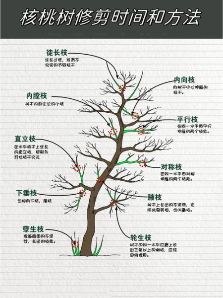 核桃树什么时候修剪最好_核桃树怎么管理才能高产-第1张图片-山城妙识 核桃树什么时候修剪最好_核桃树怎么管理才能高产-第1张图片-山城妙识