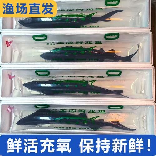 鲟鱼和鳇鱼哪个贵_价格差距有多大-第3张图片-山城妙识 鲟鱼和鳇鱼哪个贵_价格差距有多大-第3张图片-山城妙识