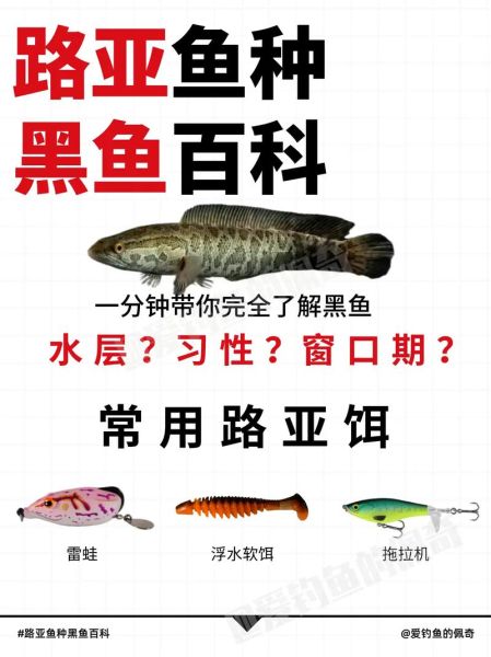 路亚黑鱼几月份最好_黑鱼开口时间-第2张图片-山城妙识 路亚黑鱼几月份最好_黑鱼开口时间-第2张图片-山城妙识