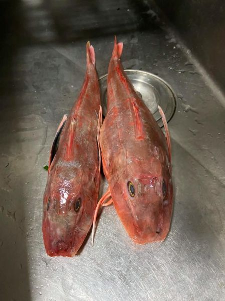 红头鱼的营养价值_红头鱼适合什么人吃-第3张图片-山城妙识