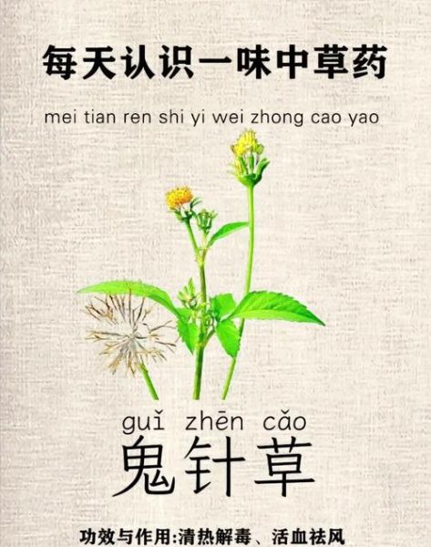 鬼针草的功效与作用_鬼针草可以长期泡水喝吗-第1张图片-山城妙识