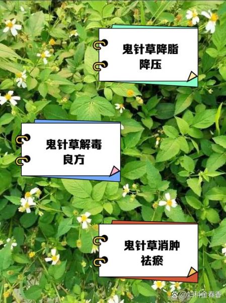 鬼针草的功效与作用_鬼针草可以长期泡水喝吗-第2张图片-山城妙识