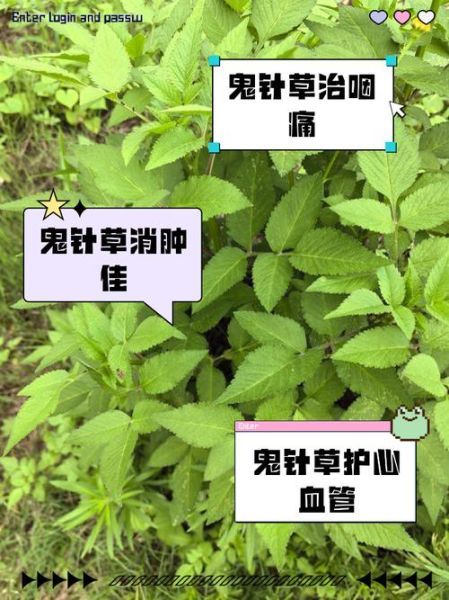 鬼针草的功效与作用_鬼针草可以长期泡水喝吗-第3张图片-山城妙识