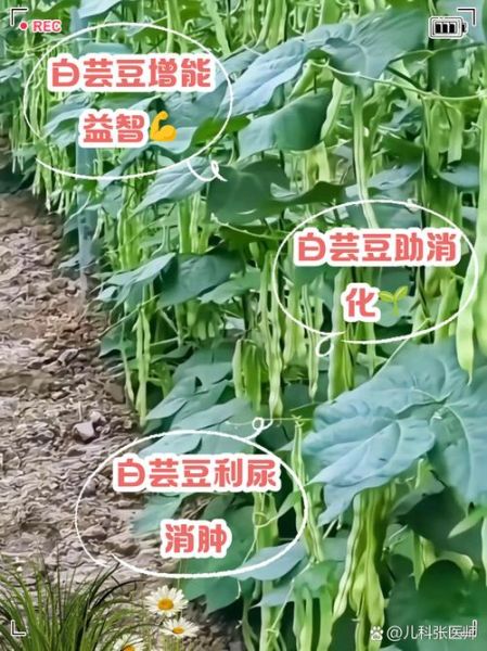 白芸豆是什么东西_白芸豆的功效与作用-第3张图片-山城妙识 白芸豆是什么东西_白芸豆的功效与作用-第3张图片-山城妙识