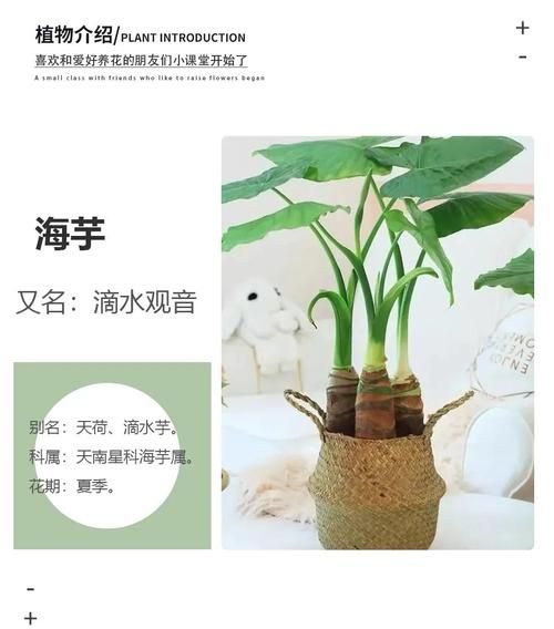 海芋头有毒吗_海芋头室内养护方法-第1张图片-山城妙识 海芋头有毒吗_海芋头室内养护方法-第1张图片-山城妙识