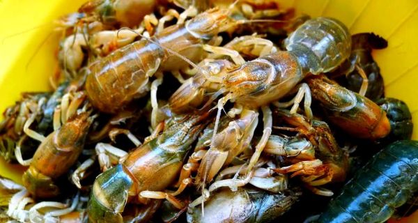 蝼蛄虾大连什么时候最肥_大连蝼蛄虾肥美季节-第2张图片-山城妙识 蝼蛄虾大连什么时候最肥_大连蝼蛄虾肥美季节-第2张图片-山城妙识