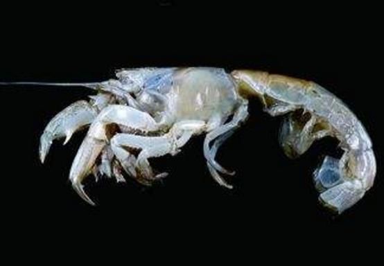 蝼蛄虾大连什么时候最肥_大连蝼蛄虾肥美季节-第3张图片-山城妙识 蝼蛄虾大连什么时候最肥_大连蝼蛄虾肥美季节-第3张图片-山城妙识