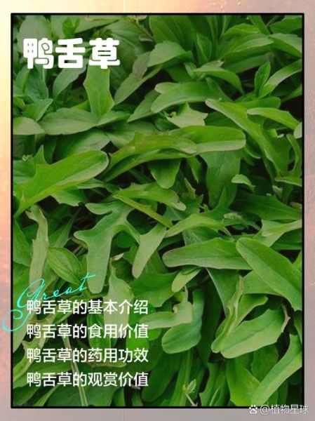 鸭舌草的功效与作用_鸭舌草怎么吃效果最好-第1张图片-山城妙识 鸭舌草的功效与作用_鸭舌草怎么吃效果最好-第1张图片-山城妙识