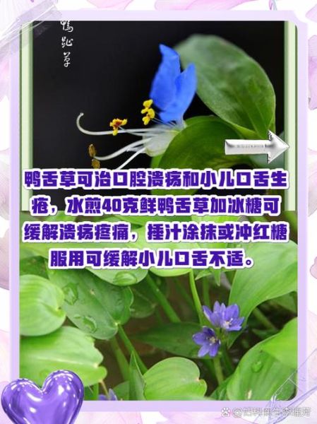 鸭舌草的功效与作用_鸭舌草怎么吃效果最好-第2张图片-山城妙识 鸭舌草的功效与作用_鸭舌草怎么吃效果最好-第2张图片-山城妙识