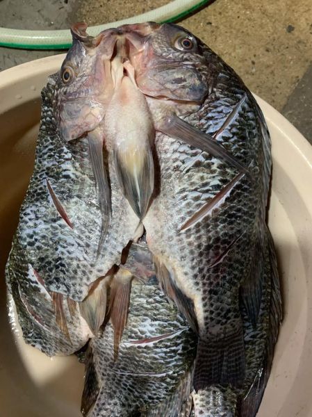 罗非鱼多少钱一斤_罗非鱼价格受哪些因素影响-第3张图片-山城妙识