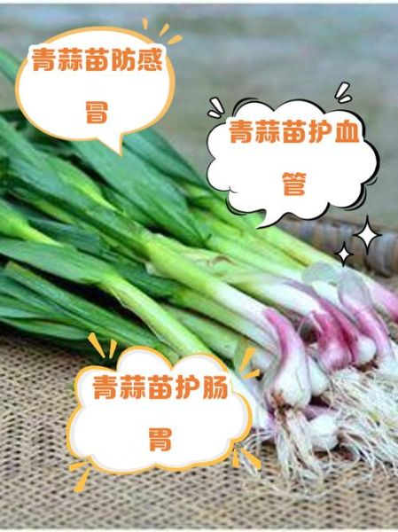 青蒜的营养价值_青蒜怎么吃最营养-第1张图片-山城妙识