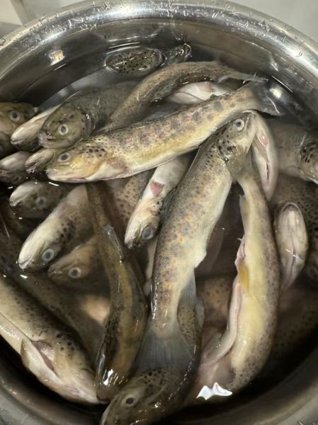 鲑鱼读音怎么读_鲑鱼念gui还是hua-第2张图片-山城妙识 鲑鱼读音怎么读_鲑鱼念gui还是hua-第2张图片-山城妙识