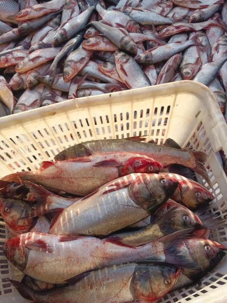 鲫鱼多少钱一斤_鲫鱼价格行情-第2张图片-山城妙识 鲫鱼多少钱一斤_鲫鱼价格行情-第2张图片-山城妙识