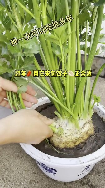 根芹怎么种_根芹种植时间和方法-第1张图片-山城妙识 根芹怎么种_根芹种植时间和方法-第1张图片-山城妙识