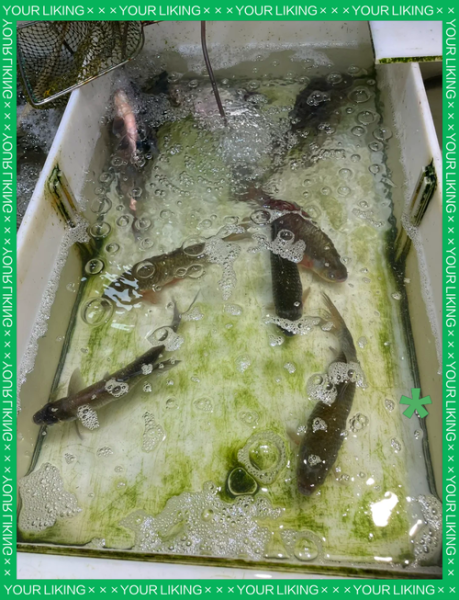 鲫鱼多少钱一斤_鲫鱼价格行情-第3张图片-山城妙识 鲫鱼多少钱一斤_鲫鱼价格行情-第3张图片-山城妙识