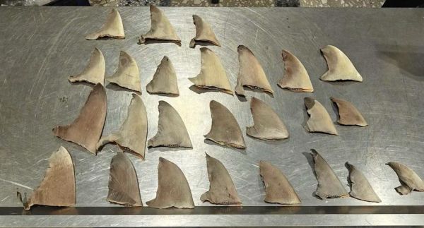 鱼翅是什么鱼身上的什么部位_鱼翅是鲨鱼的哪个部位-第2张图片-山城妙识 鱼翅是什么鱼身上的什么部位_鱼翅是鲨鱼的哪个部位-第2张图片-山城妙识