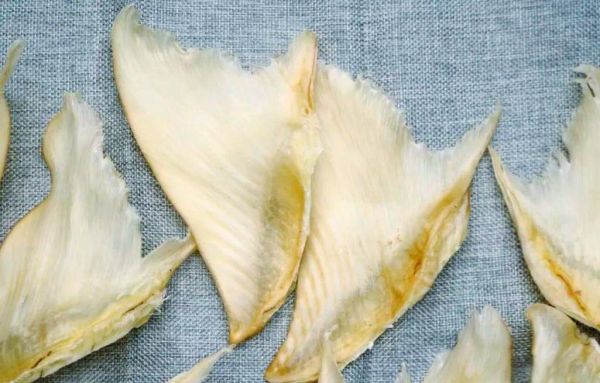 鱼翅是什么鱼身上的什么部位_鱼翅是鲨鱼的哪个部位-第3张图片-山城妙识 鱼翅是什么鱼身上的什么部位_鱼翅是鲨鱼的哪个部位-第3张图片-山城妙识