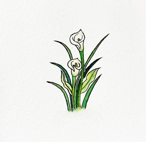 马蹄莲简笔画步骤_马蹄莲图片怎么画好看-第1张图片-山城妙识 马蹄莲简笔画步骤_马蹄莲图片怎么画好看-第1张图片-山城妙识