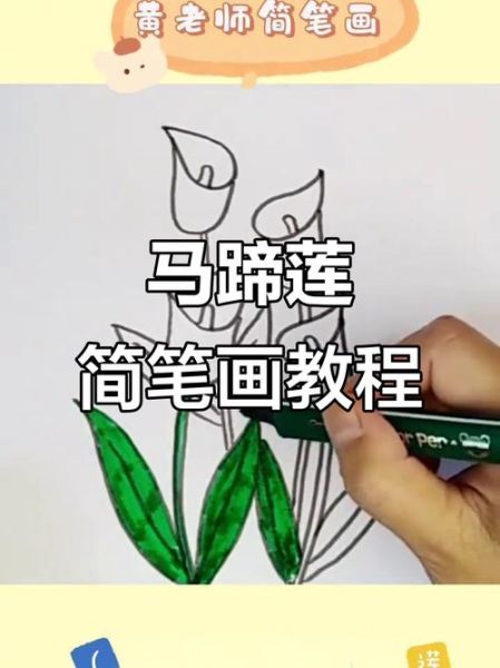 马蹄莲简笔画步骤_马蹄莲图片怎么画好看-第2张图片-山城妙识 马蹄莲简笔画步骤_马蹄莲图片怎么画好看-第2张图片-山城妙识