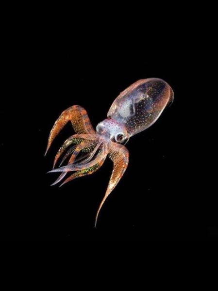 菱鳍乌贼是什么_菱鳍乌贼能吃吗-第2张图片-山城妙识