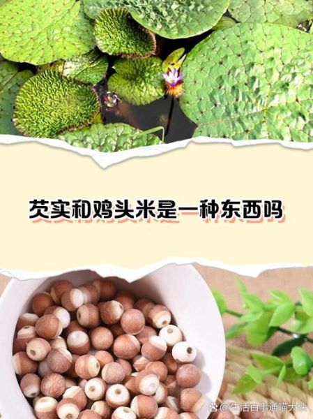 鸡头米的功效与作用_什么人不适合吃鸡头米-第2张图片-山城妙识