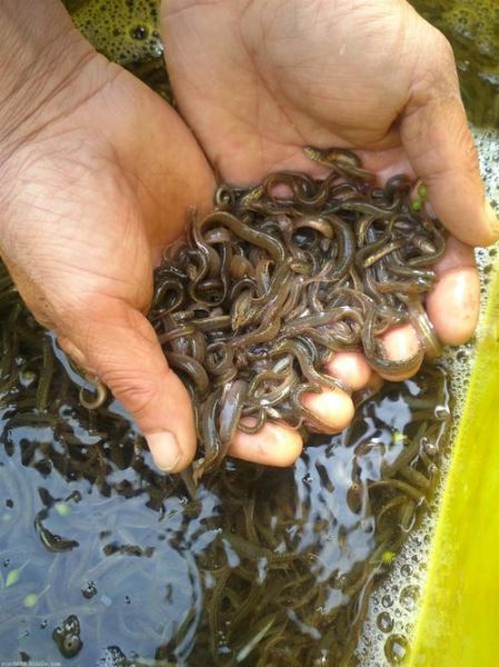 泥鳅养殖技术_泥鳅养殖怎么养-第3张图片-山城妙识 泥鳅养殖技术_泥鳅养殖怎么养-第3张图片-山城妙识