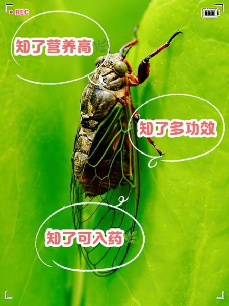 知了叫声拟声词怎么写_知了叫声拟声词有哪些-第2张图片-山城妙识