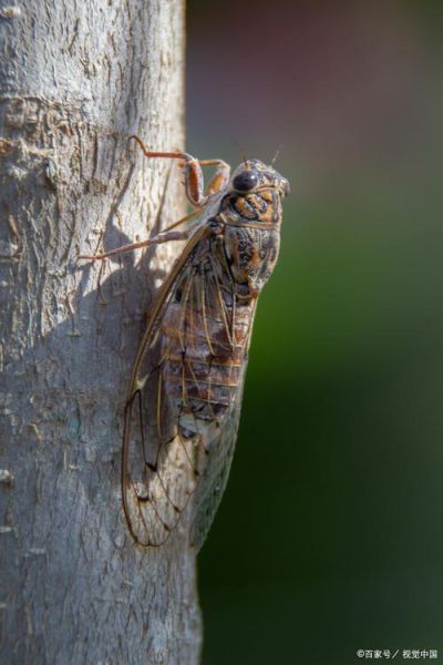 知了叫声拟声词怎么写_知了叫声拟声词有哪些-第1张图片-山城妙识