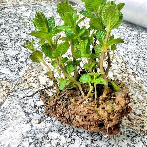 香花菜是薄荷吗_香花菜和薄荷的区别-第2张图片-山城妙识 香花菜是薄荷吗_香花菜和薄荷的区别-第2张图片-山城妙识