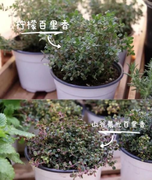 香花菜是薄荷吗_香花菜和薄荷的区别-第3张图片-山城妙识 香花菜是薄荷吗_香花菜和薄荷的区别-第3张图片-山城妙识