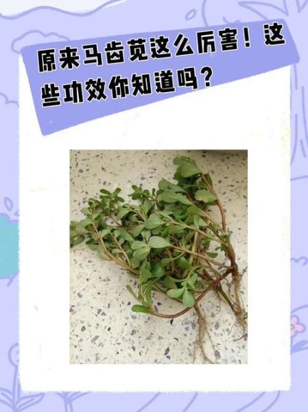 马芷苋的功效与作用_马芷苋怎么吃最好-第1张图片-山城妙识
